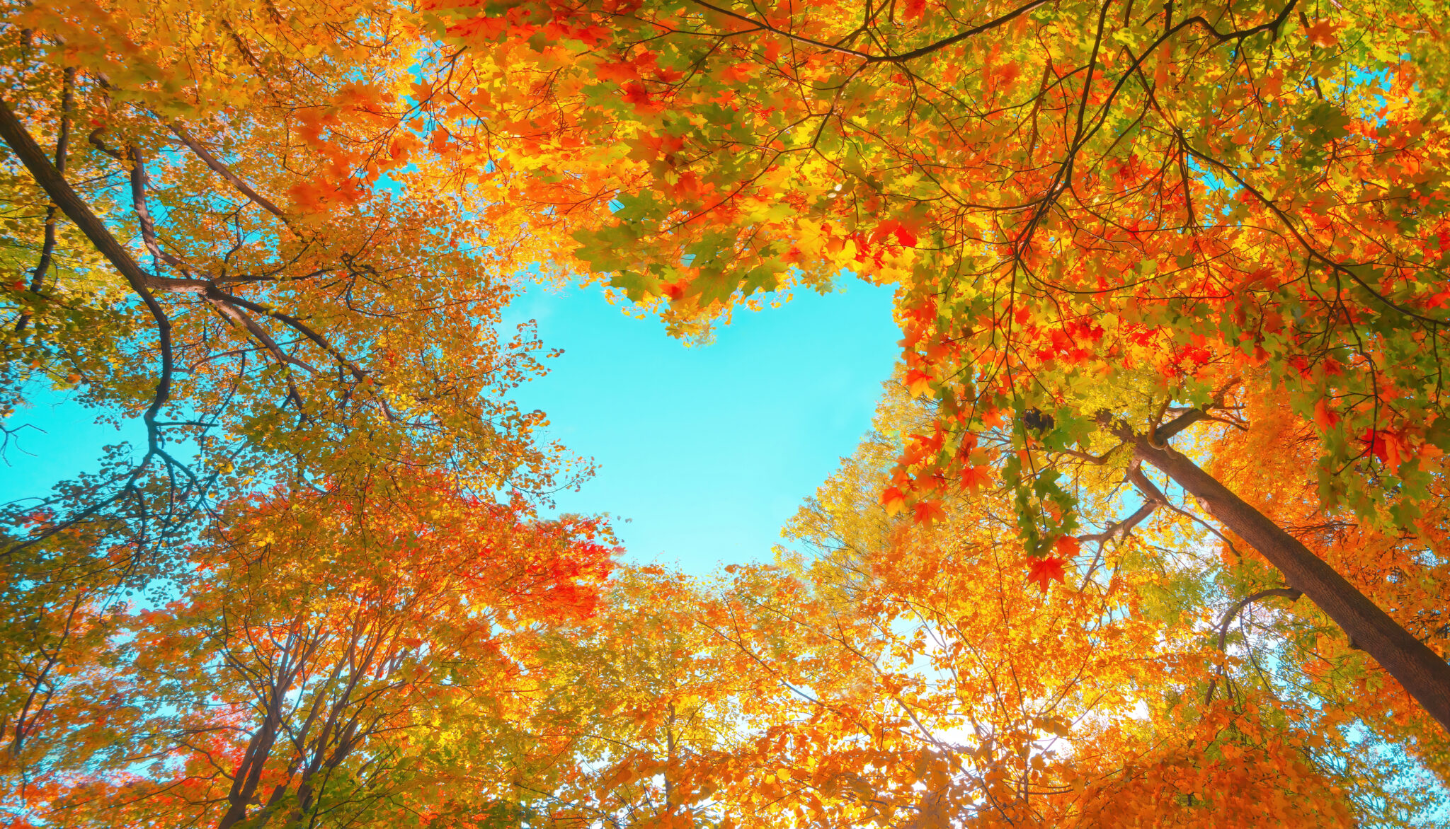 Thanksgiving Magic | Julie Ryan